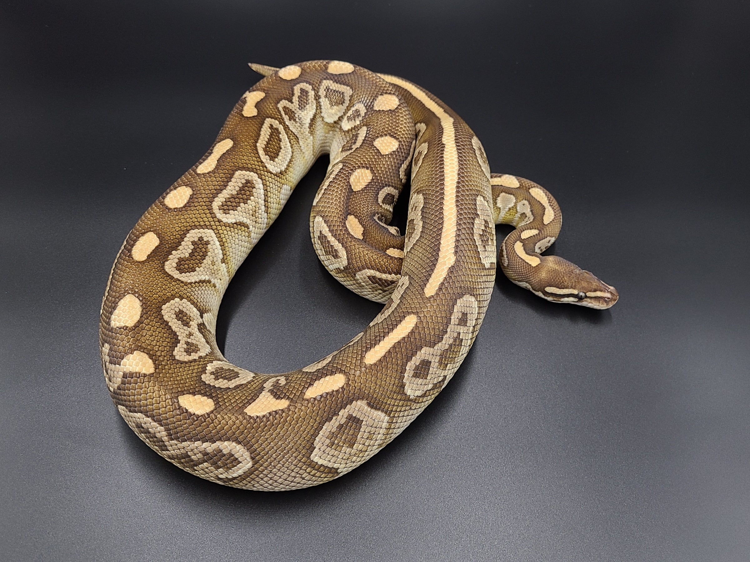 Desert Lesser Ball Python