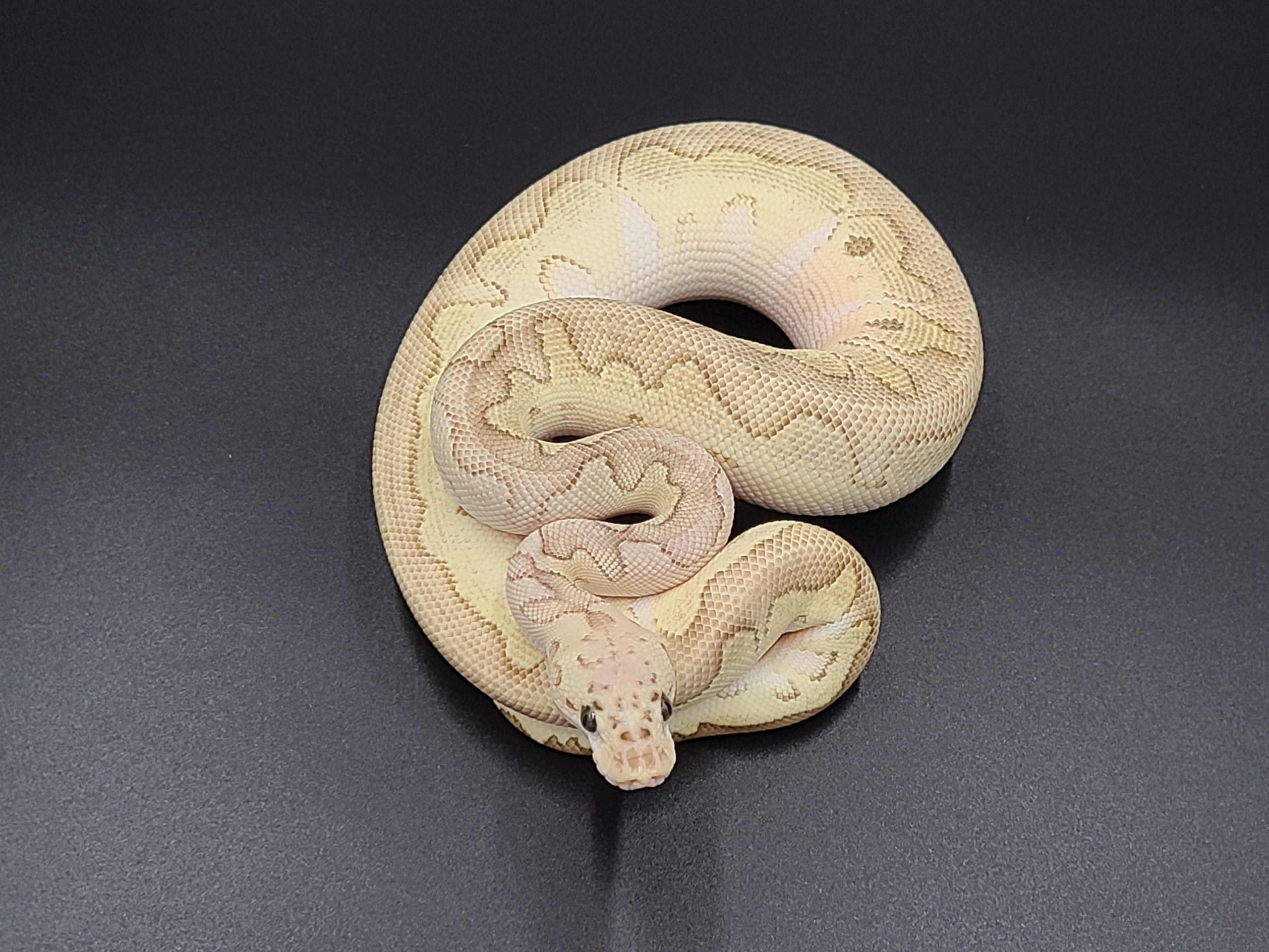 Pastel Lesser Clown Ball Python