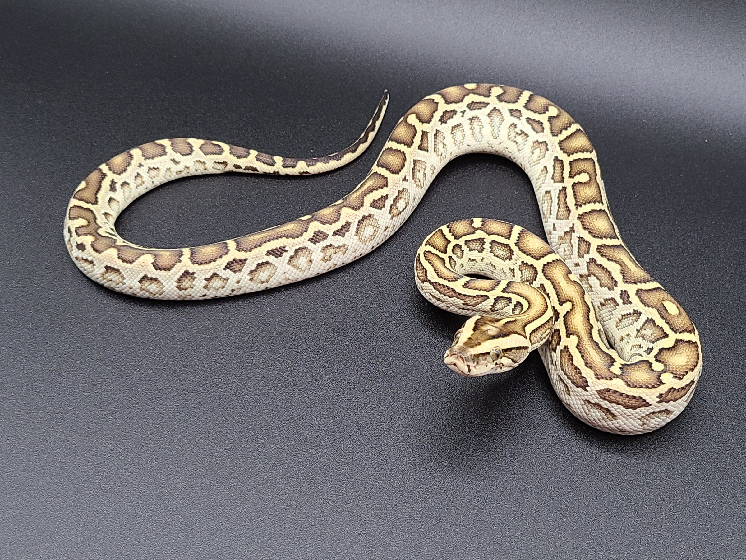 Het Albino Ball Python