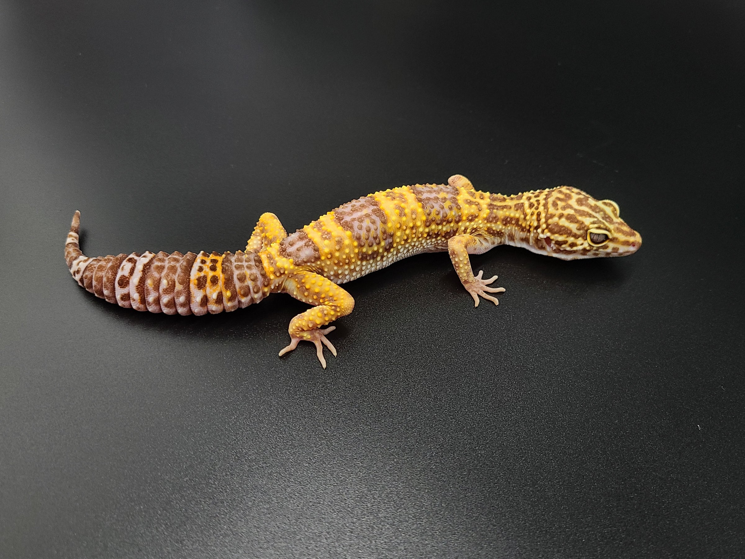 Chocolate Leopard Gecko