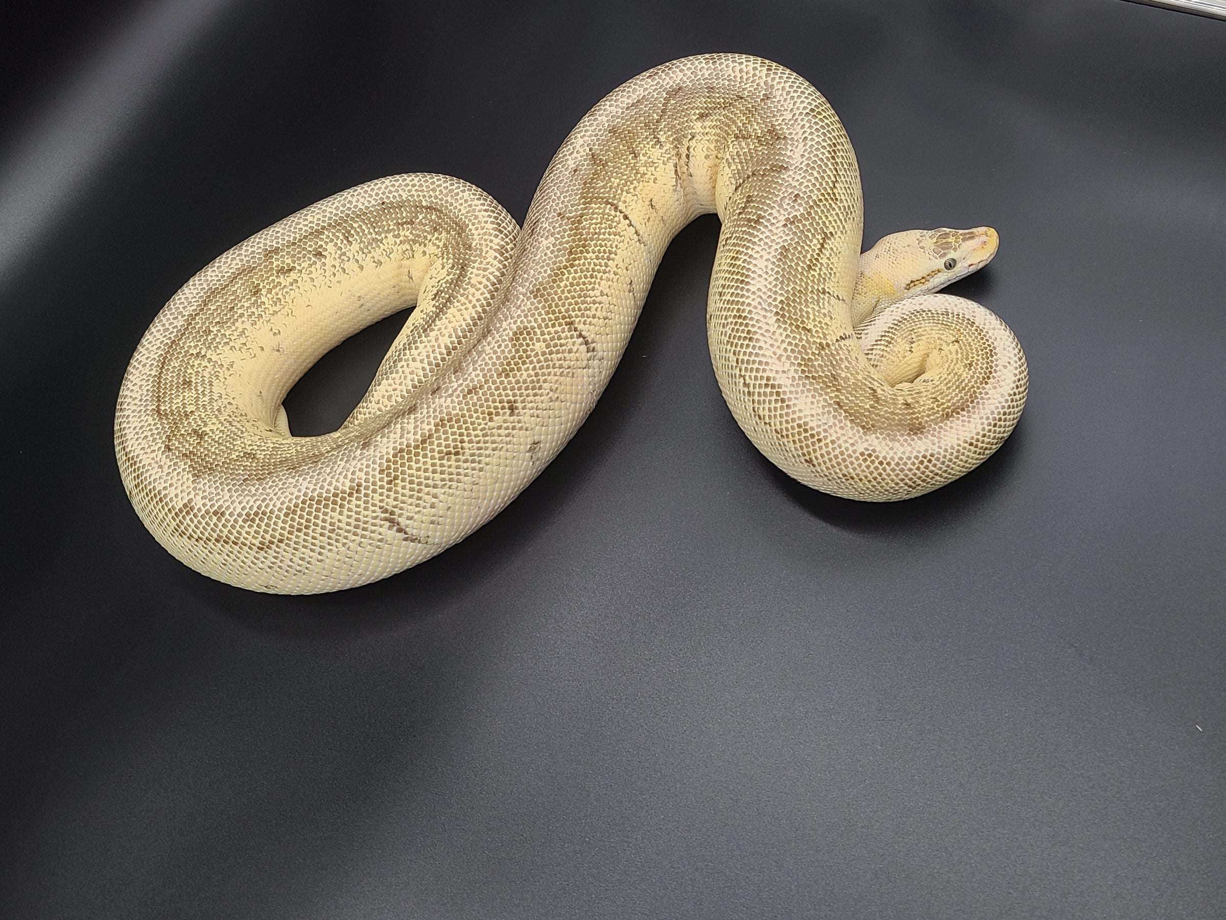 Dragonfly Ball Python