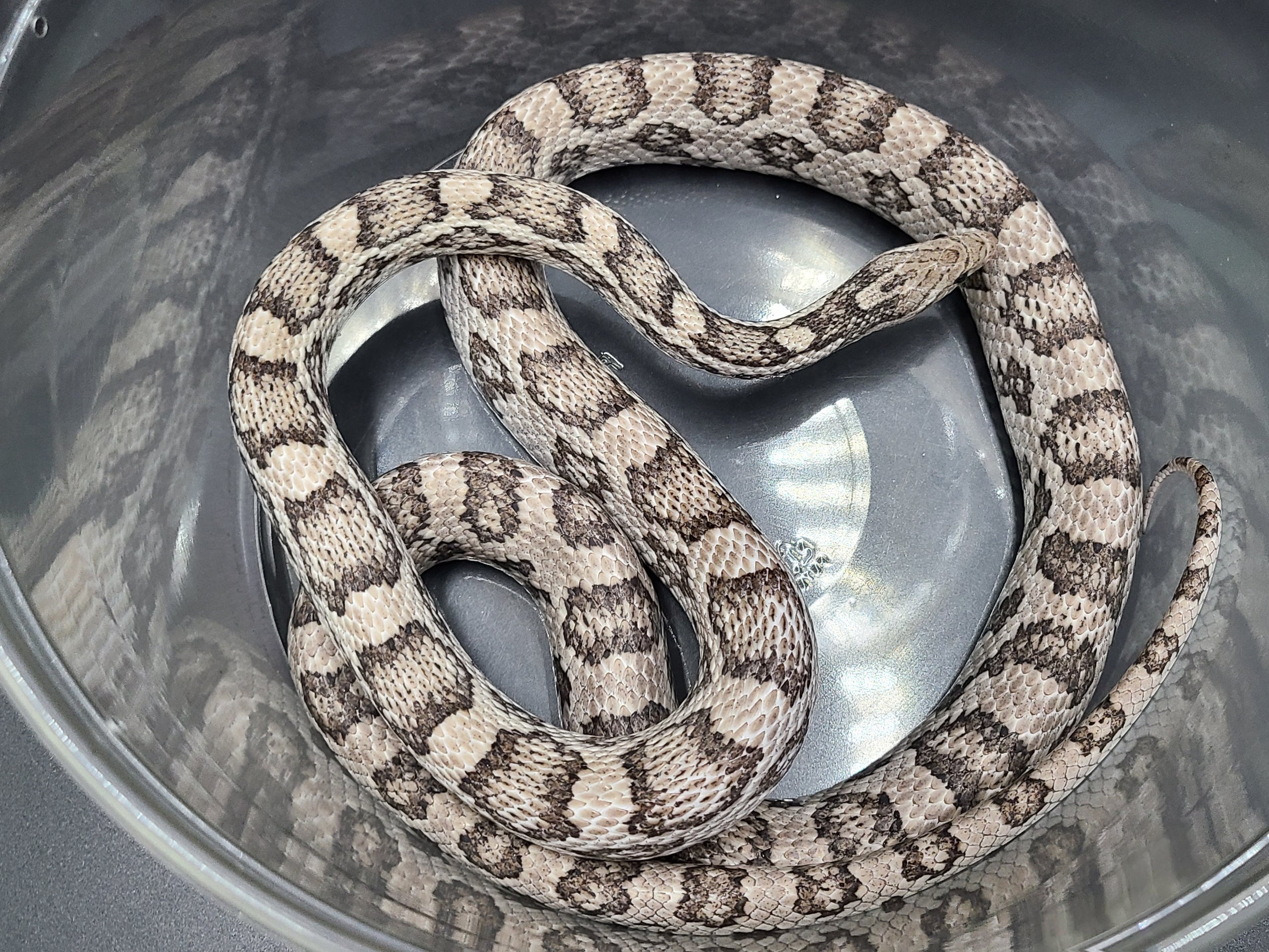 Charcoal 100% Het Amelanistic Corn Snake 16f_6282 Female Proven Breeder