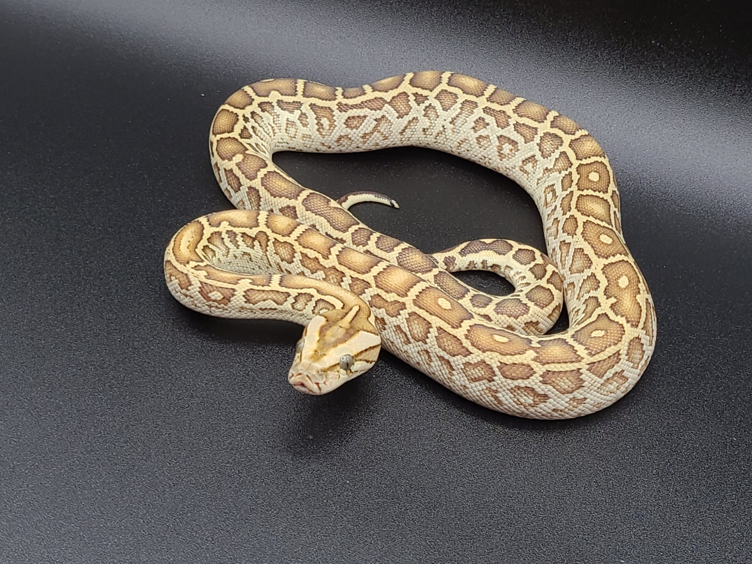 Hypo Green Burmese Python
