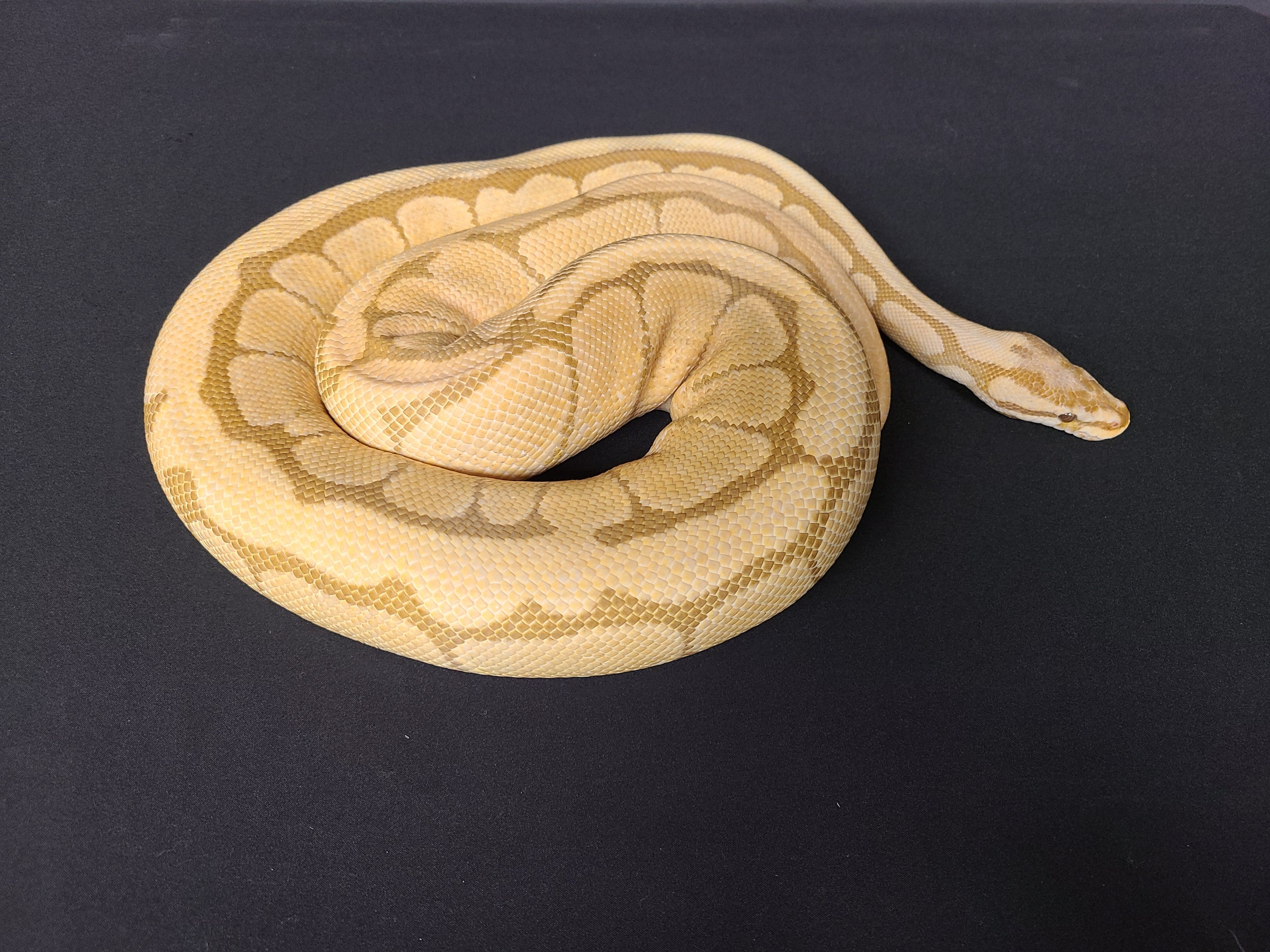 Black Widow Ball Python